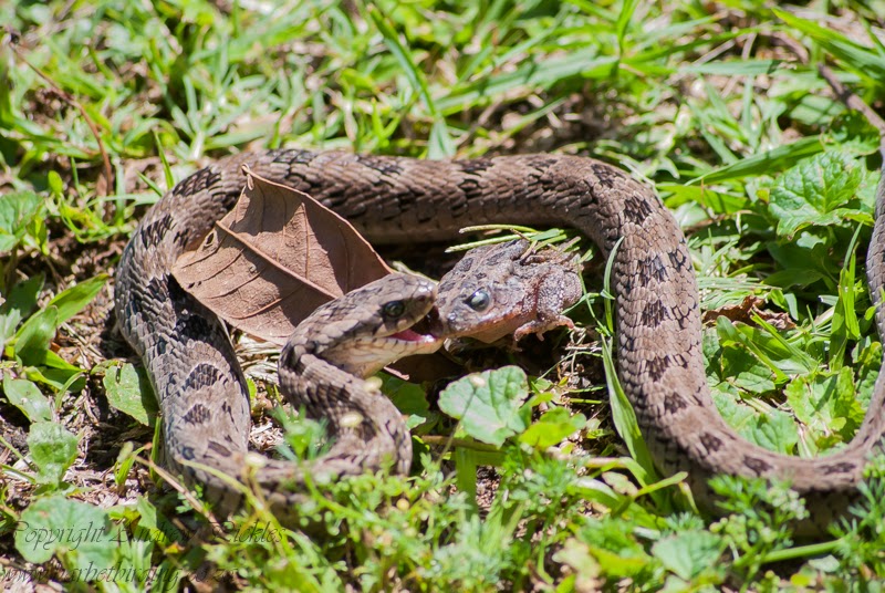 Andrew's Birding and Wildlife: Common Night Adder eats Toad