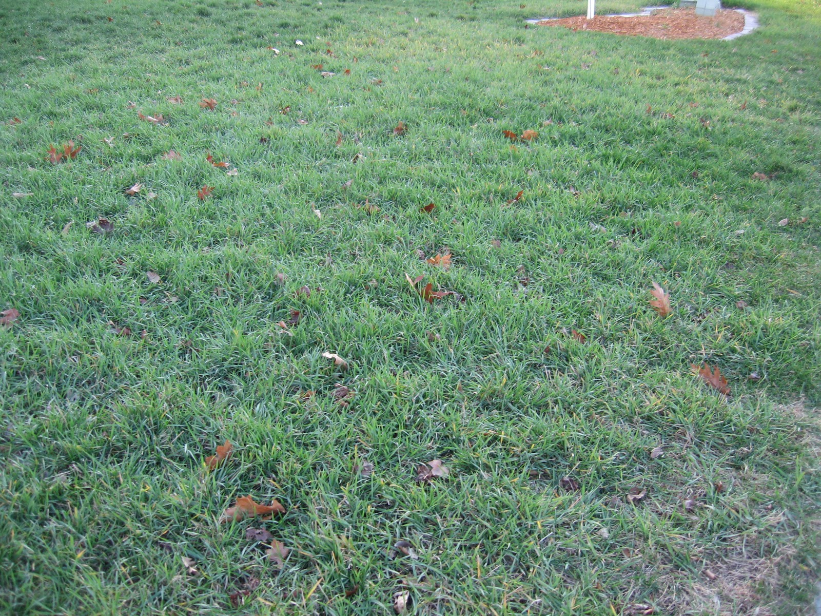 iaTURF: QUACKGRASS WAS THE BIG WINNER IN DROUGHT