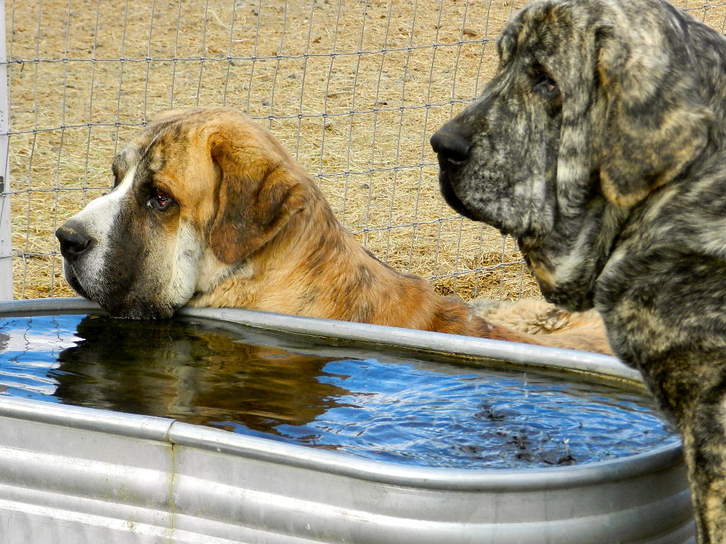LIVESTOCK GUARDIAN DOG BLOG: Livestock Guardian Dogs and "The Brindle ...