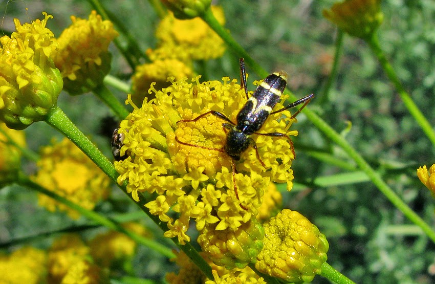 La Faunia de Helena: Insectos