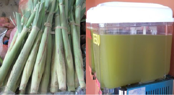 Herba & Tumbuhan: TEBU (saccharum officinarum) BUKAN SEKADAR AIR MANISAN