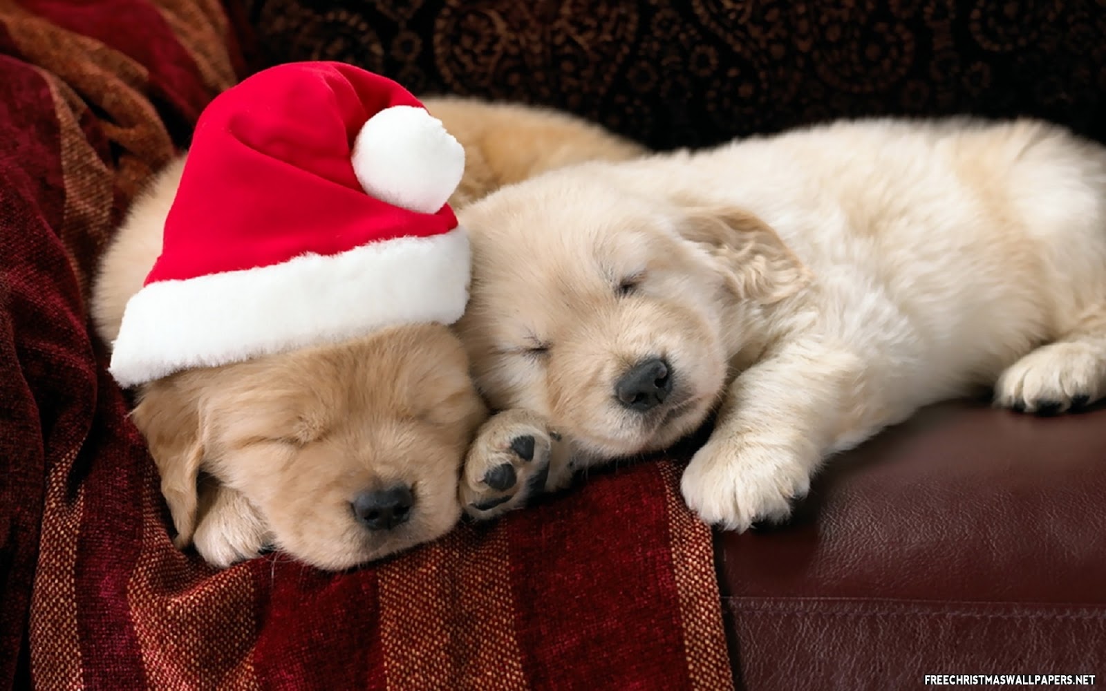 Funny wallpapers|HD wallpapers: cute christmas dogs