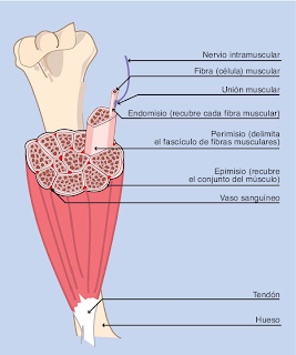 Sinapsis: MÚSCULO ESTRIADO