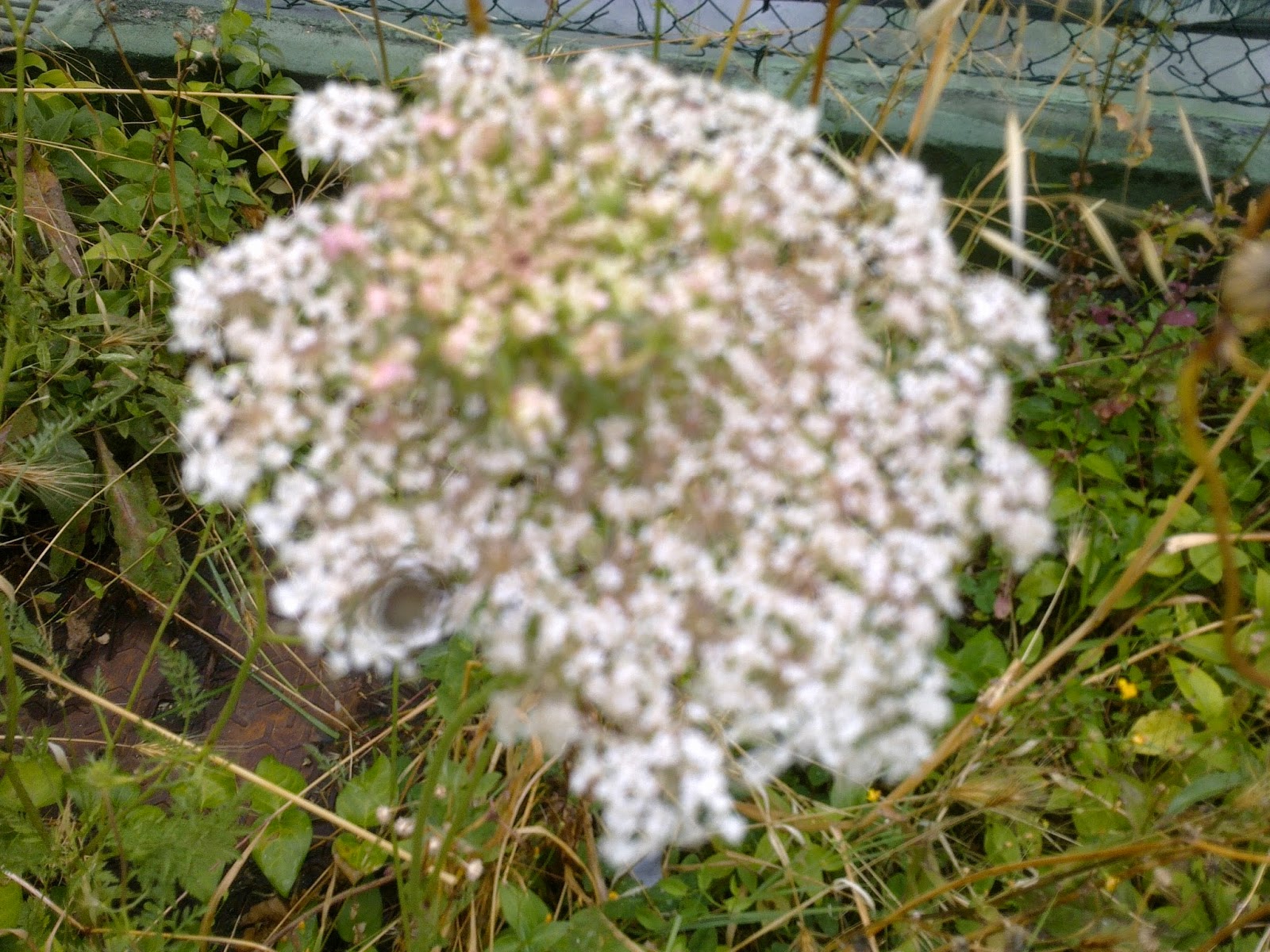 BirantaFotos: Cicuta-maior (Cicuta verdadeira) Conium Maculatum L.