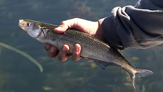 especies chilenas: El Pejerrey patagónico (Basilichthys microlepidotus)
