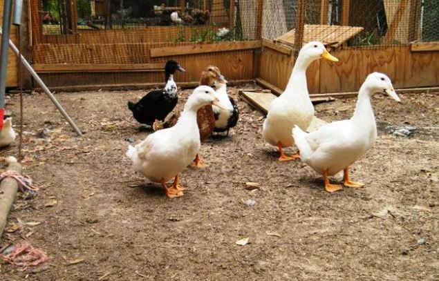 Microferma de subzistenta - pasari , animale , gradinarit