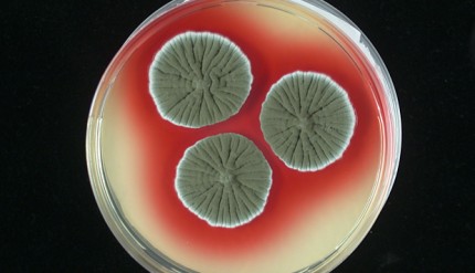 MICROORGANISMOS DE USO INDUSTRIAL: 2016