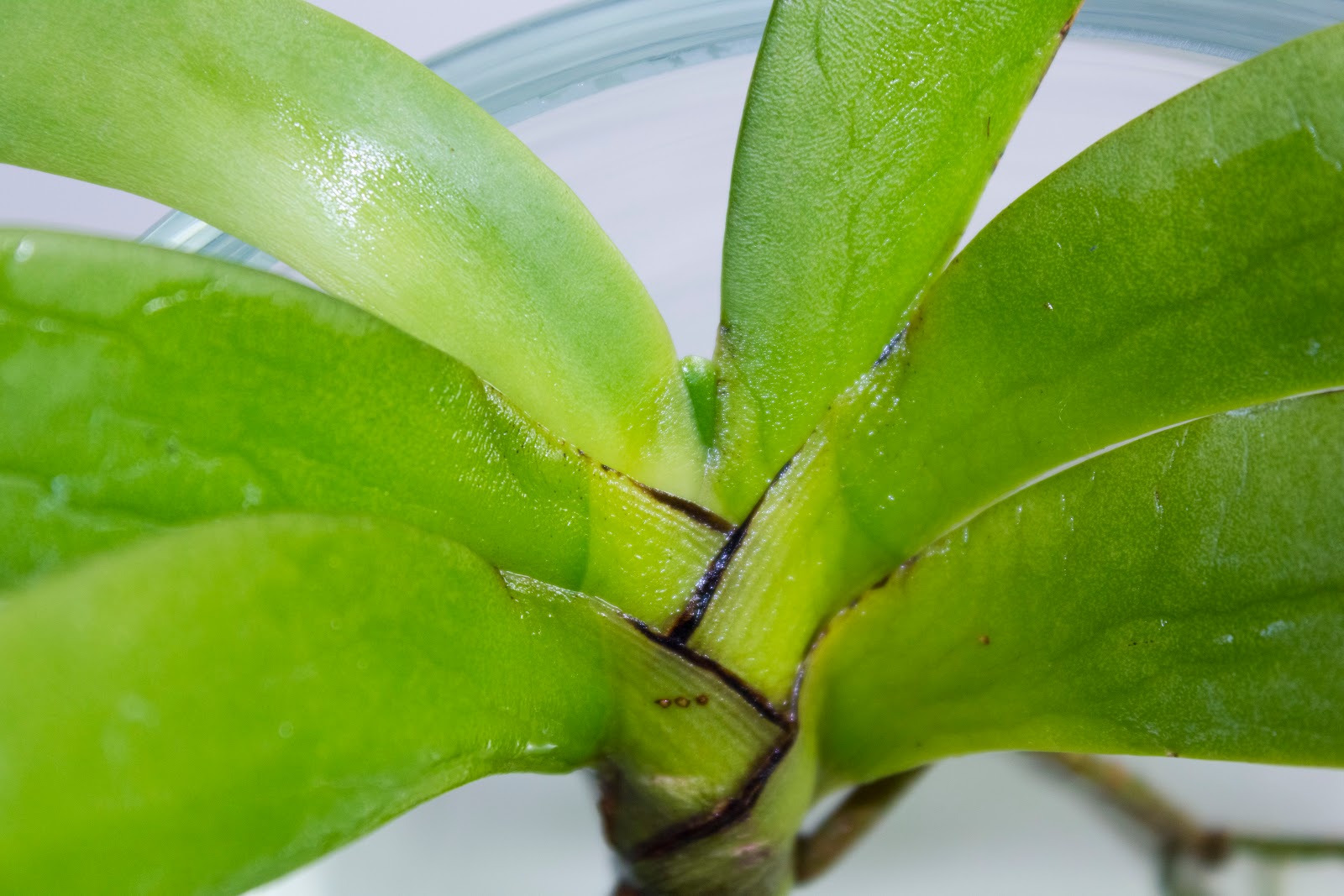 Maria's Orchids: New Leaf on Angraecum leonis