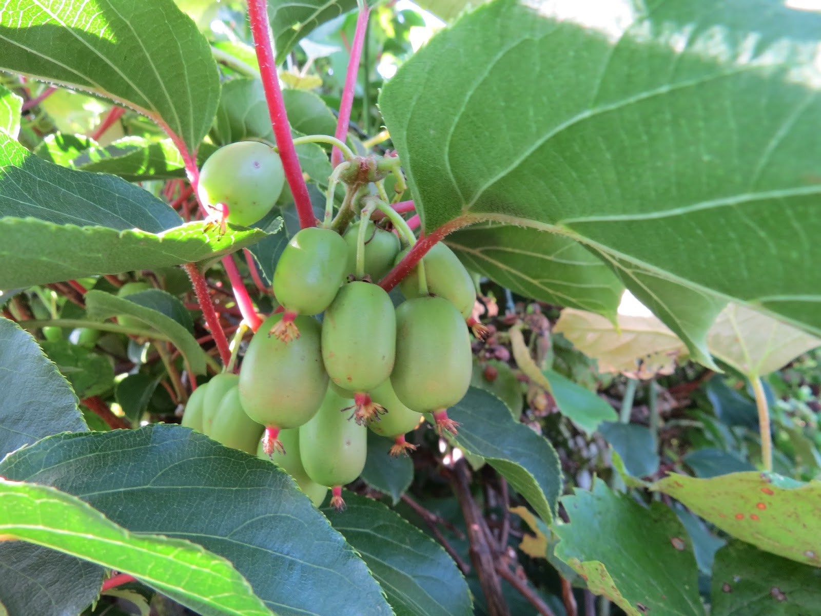 Bee Haven Acres: Kiwi Berries