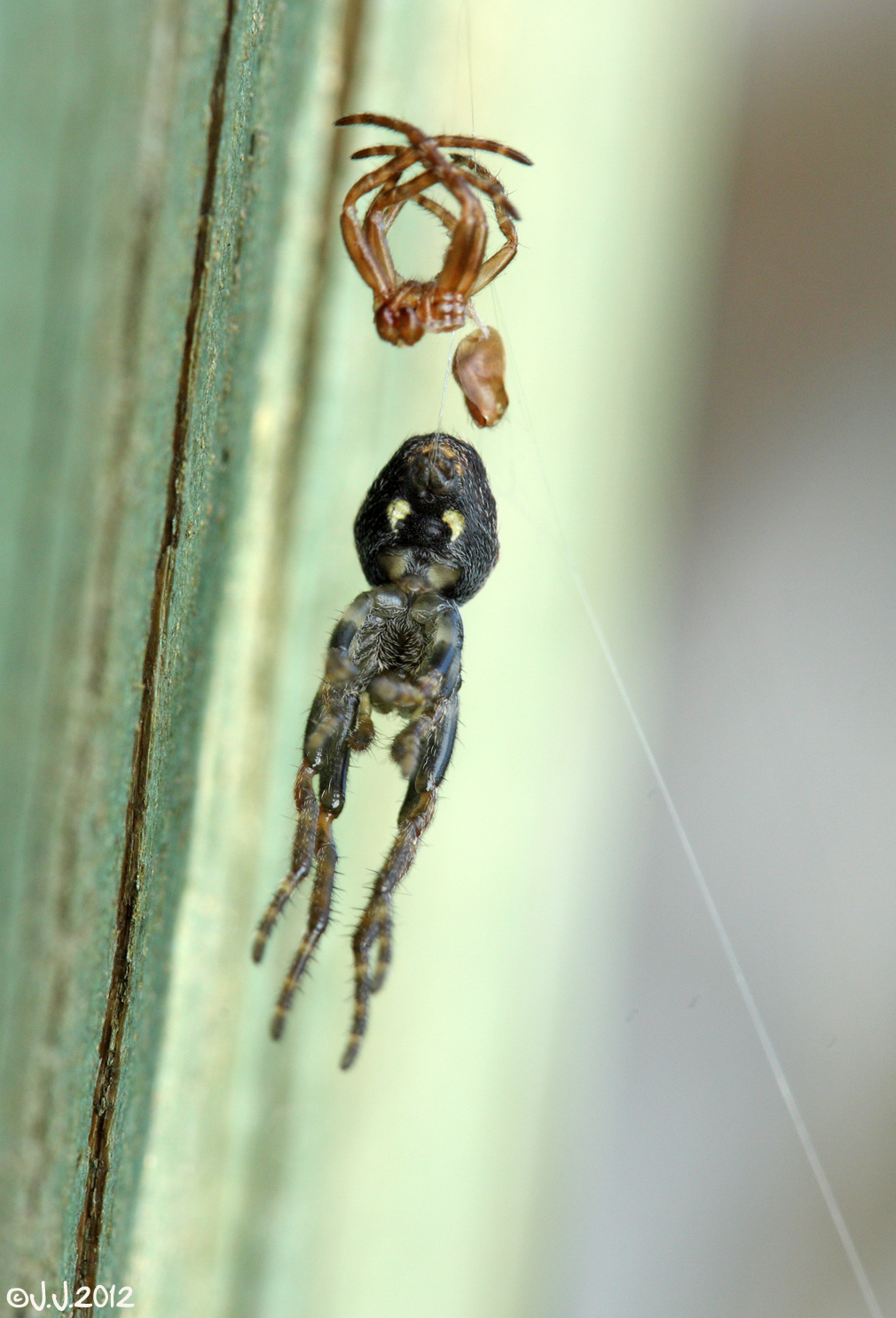 JJ's Photographic nature blog: Spiders have their skeletons on the ...