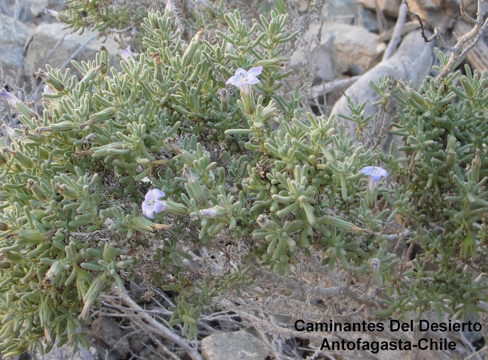 Caminantes del Desierto: FLORA DE TOCOPILLA