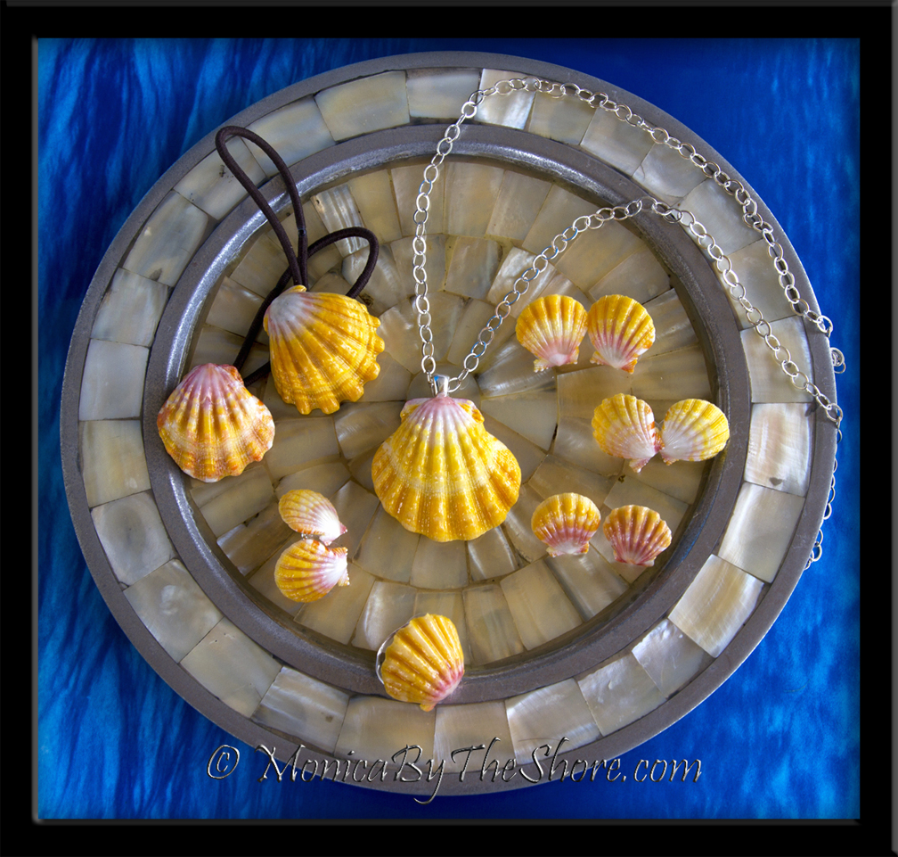 Monica's Blog: Tasty Sunrise Shells Delicacies from Hawaii