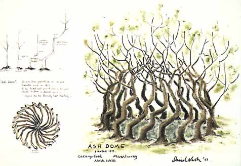 The House of Bath: David Nash - Ash Dome