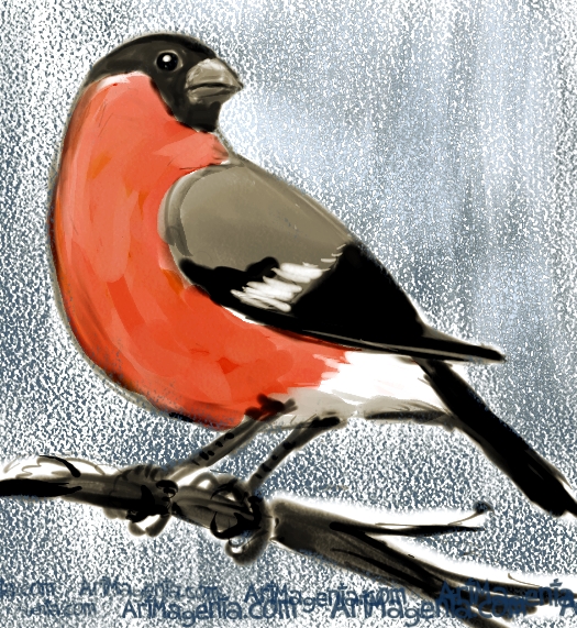 Birds: Bullfinch