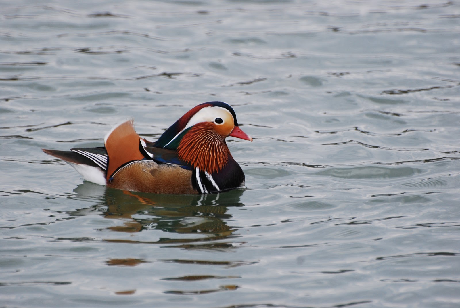 Wren's Nature Notebook: Across the River Severn