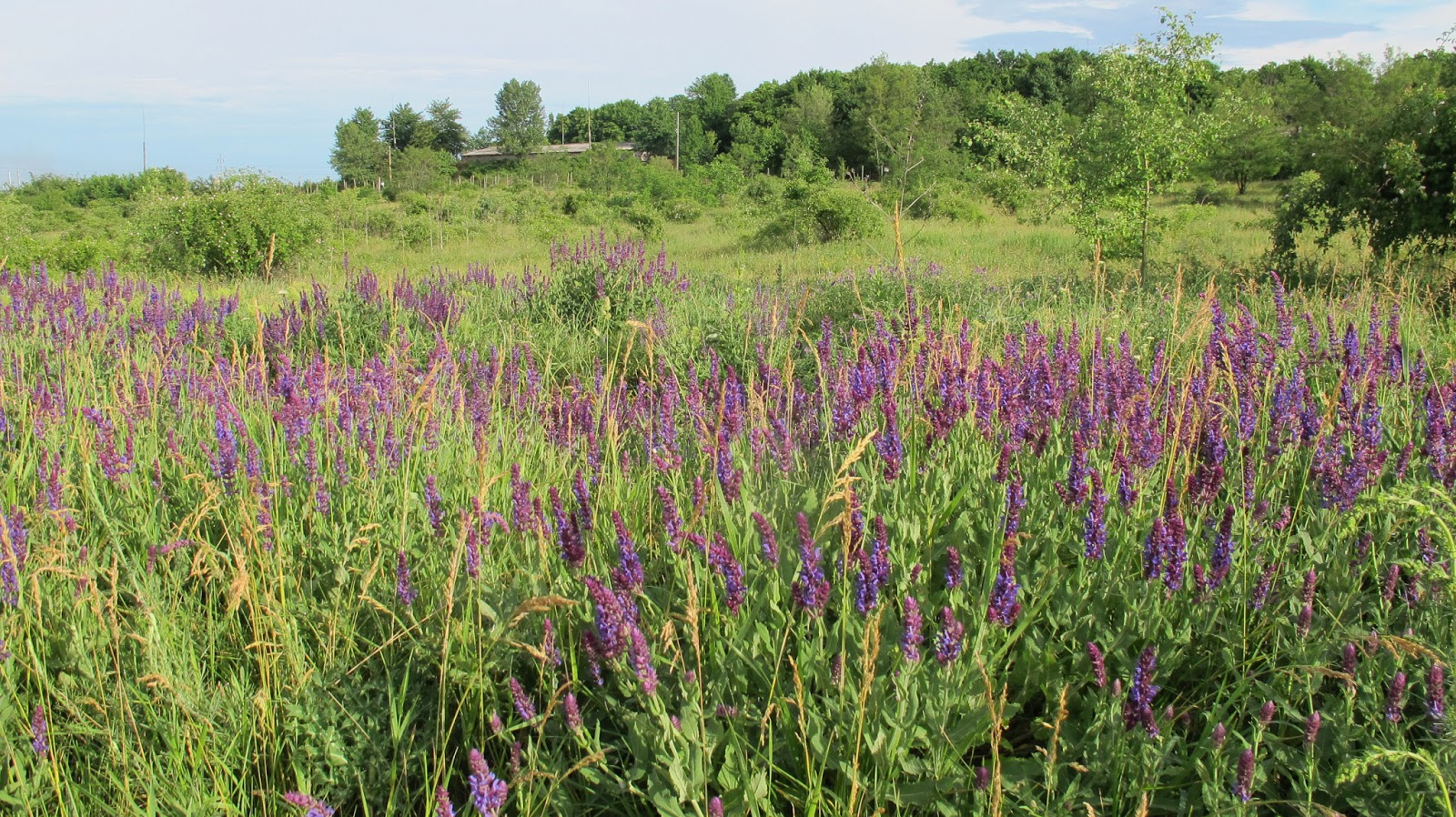 Floarea -bunica: A inflorit salvia salbatica