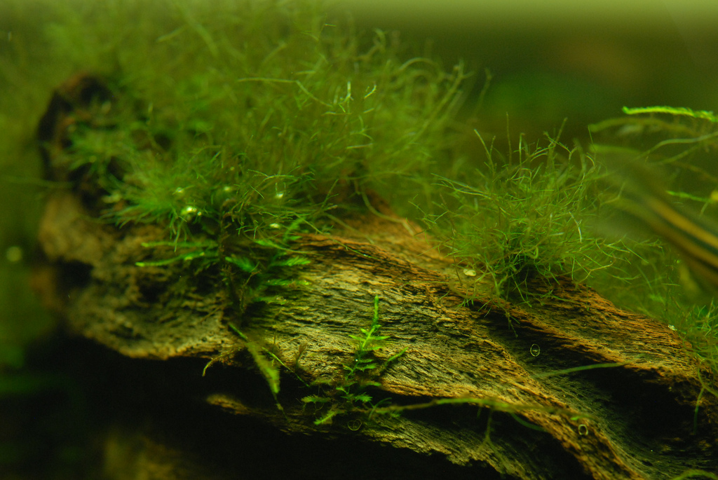 Ecosystem Aquatic Indonesia: Lumut (Algae) Aquascape