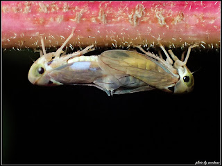 woodman的秘密花園－動物區: 檬果褐葉蟬