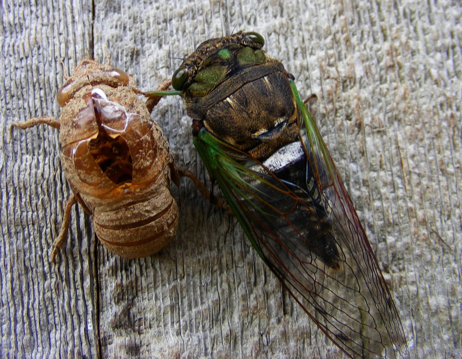The Cottage on the Corner: April 2011