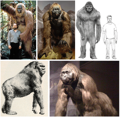 Pictures of the Day: Gigantopithecus