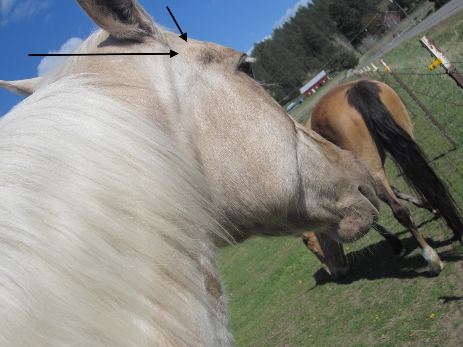 Equine Masterpiece: Anatomy: Horns