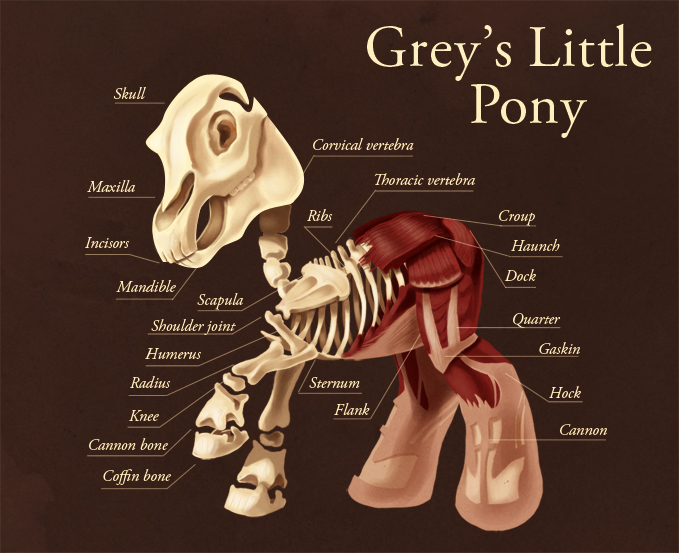 LA CIENCIA DE LA VIDA: Anatomía interna de un pequeño pony