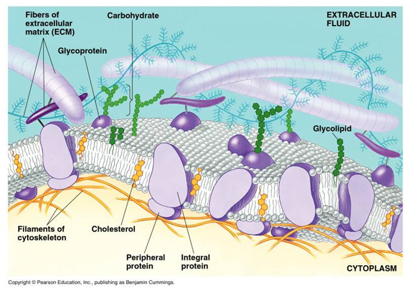 struktur dan fungsi sel prokariotik dan eukariotik | Link Kesehatan