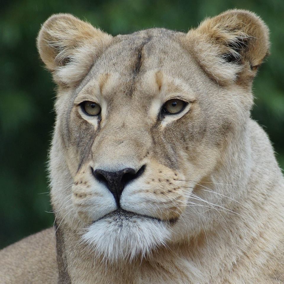 Zoo Jobs Keeper zoo-jobs-keeper