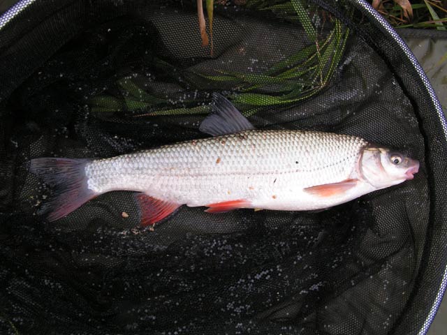 Pecanje saveti: Pecanje skobalja
