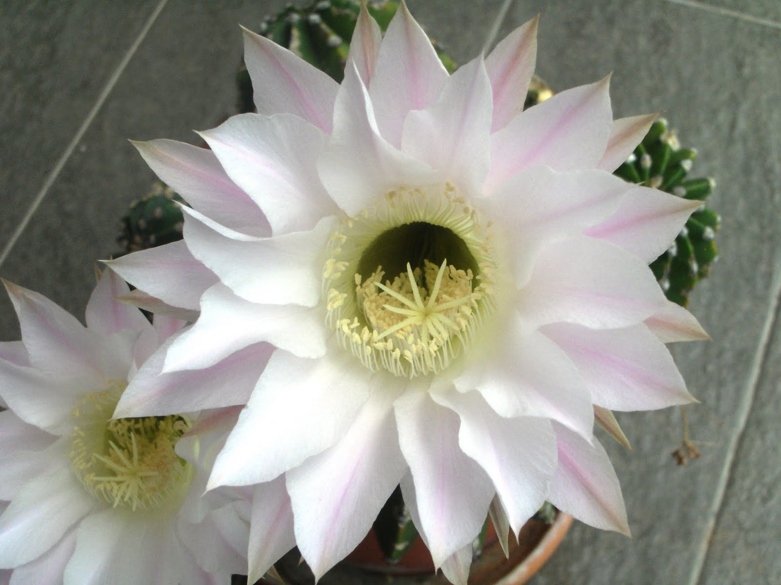 IN EXTENSO: Catos em Flor