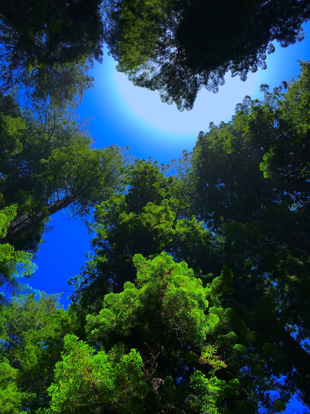 Los Bosques de árboles rojos.