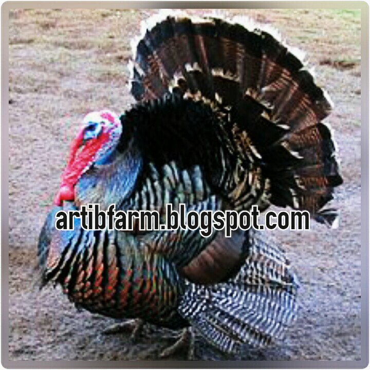 Medication And Vaccination Schedule For Turkey