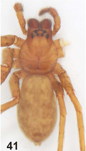 Sciency Thoughts: Nine new species of cave-dwelling huntsman spider ...