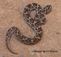 Snakes in Sri lanka : The Saw Scale Viper (Echis cardinata sinhaleyus)