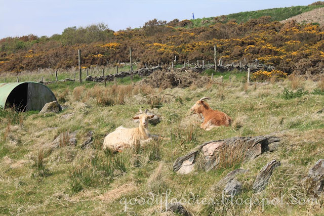 GoodyFoodies: Kids Fun: Doonies Farm, Aberdeen, Scotland