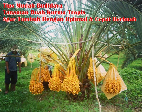 Bisnis Murah: Budidaya Kurma