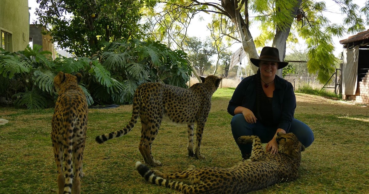 Namibia erleben: Geparden streicheln in Namibia