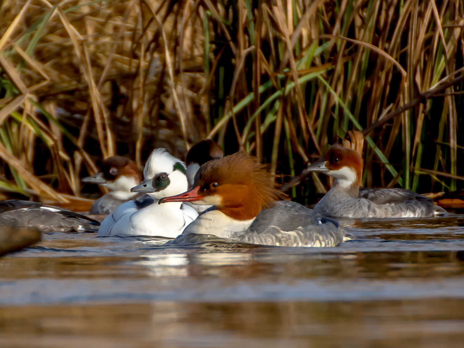Gatunki zimujące nad Redą. Cz.II ... nurogęś