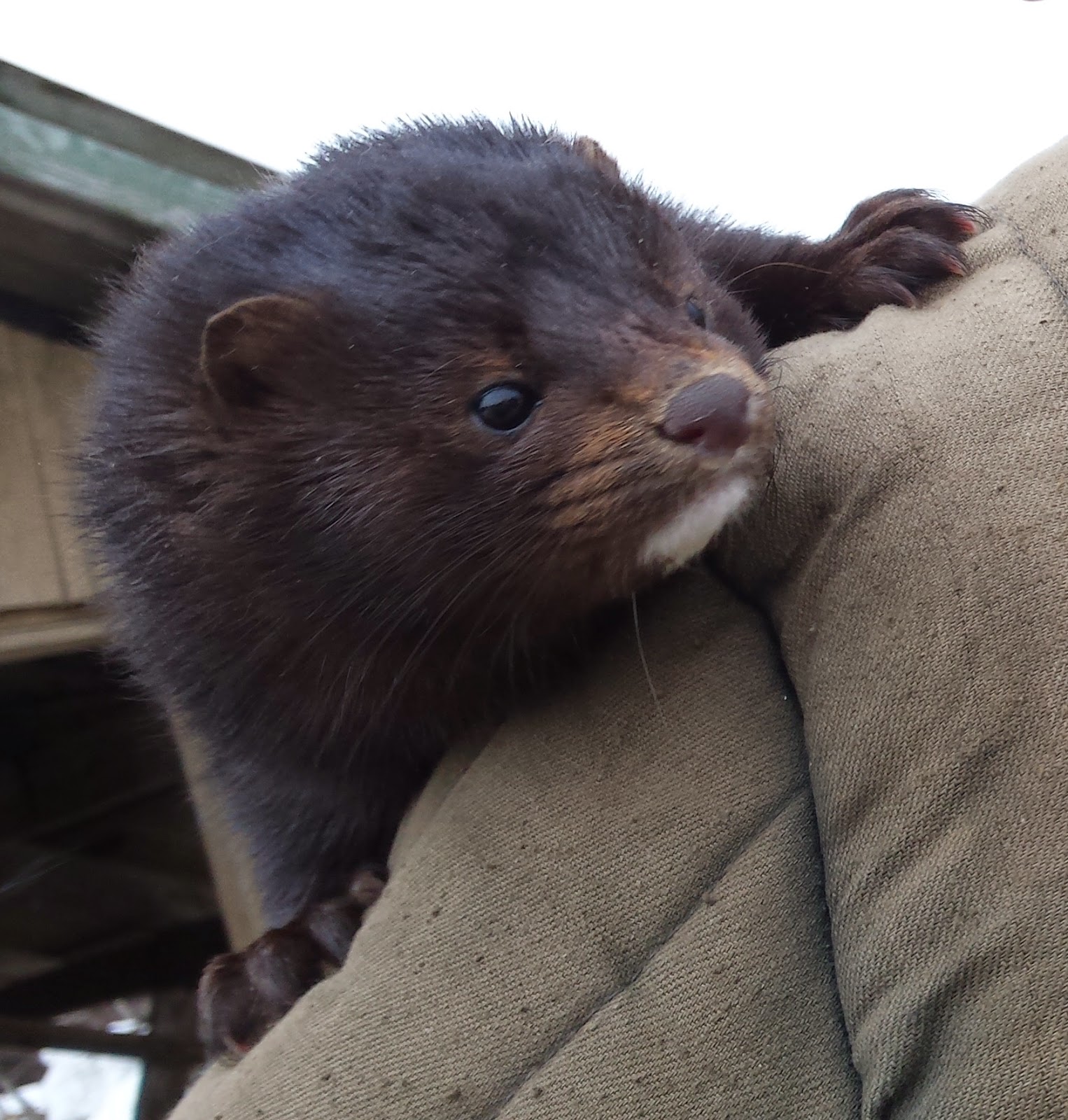 HeLLeNiCReVeNgE: Η τρομακτική πραγματικότητα στα Πολωνικά αγροκτήματα ...