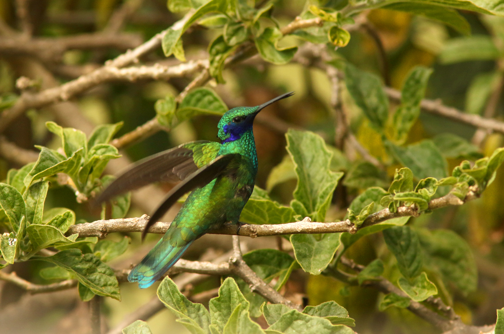 Birding Berrien and Beyond: condor lunchdate