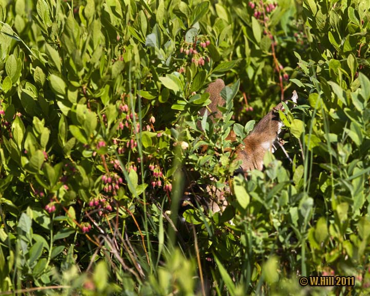 Pennsylvania Wildlife Photographer: Camera Critters: Whitetail Bucks ...