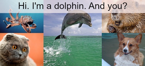 Animals Personality Tests For You Explained Practic WEB animals-personality-tests-for-you-explained-practic-web