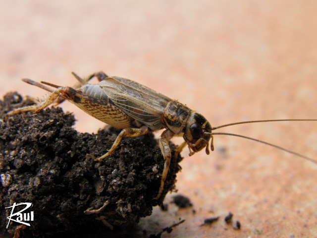 Naturaleza Viva : El Grillo gríllidos (Gryllidae)