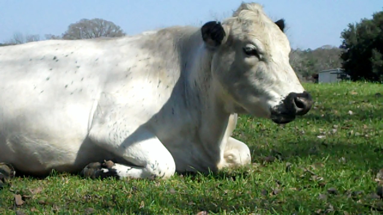 British White Cattle in Southeast Texas - JWest Cattle Company: British ...