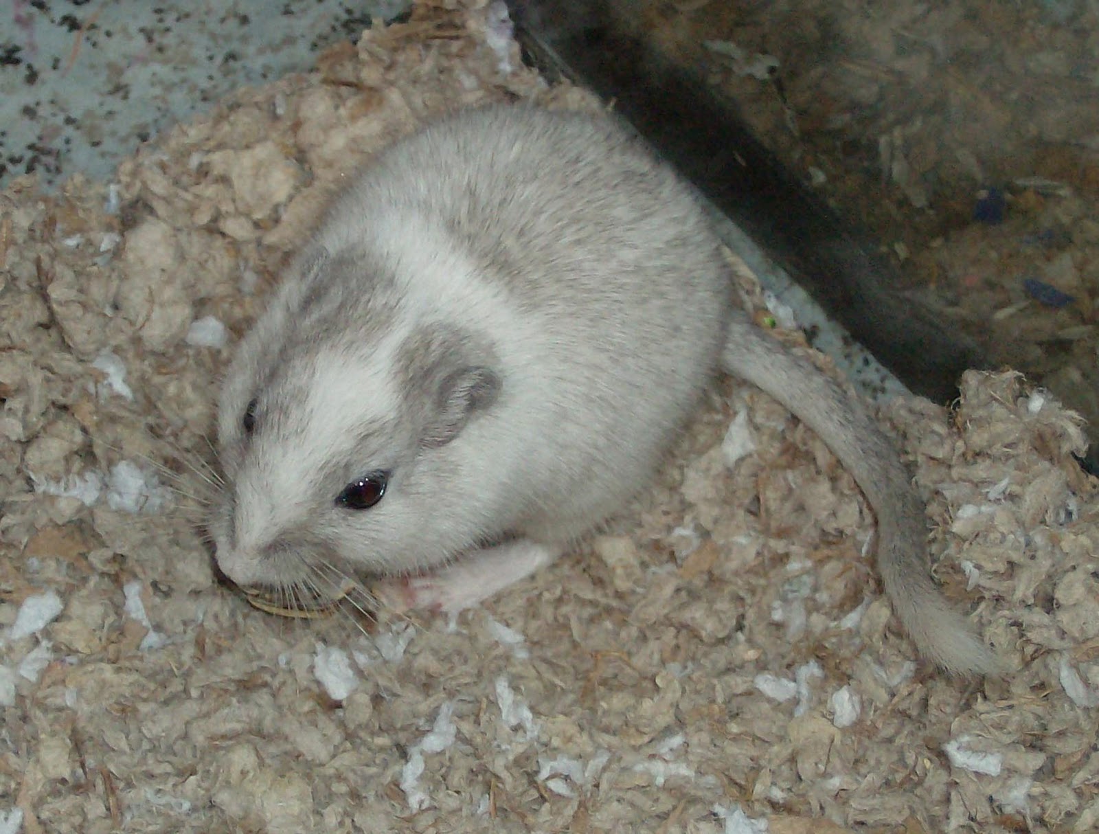All aBoUt GerBiLs