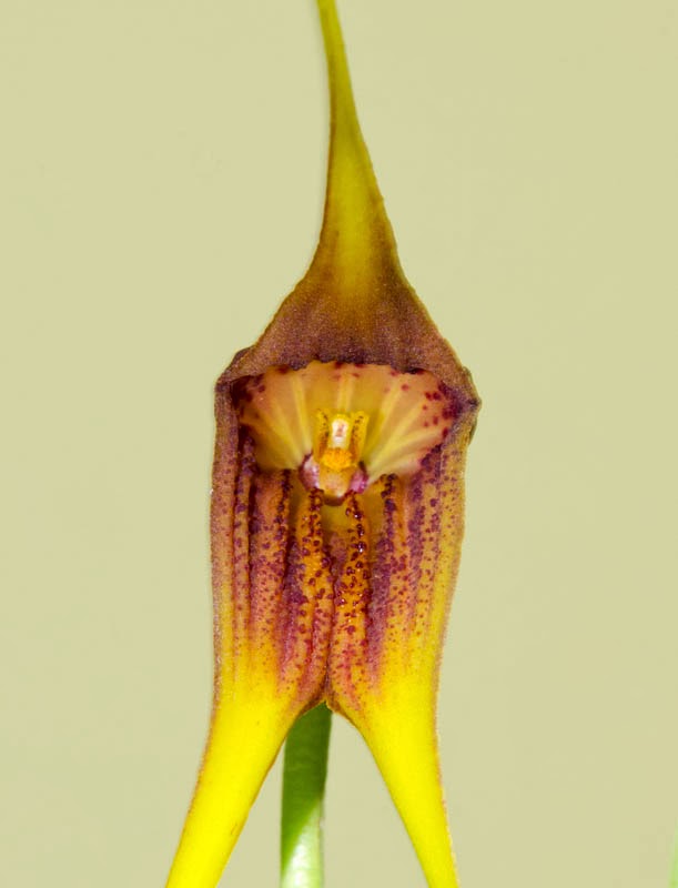 The Wayward Hawaiian: October 2013