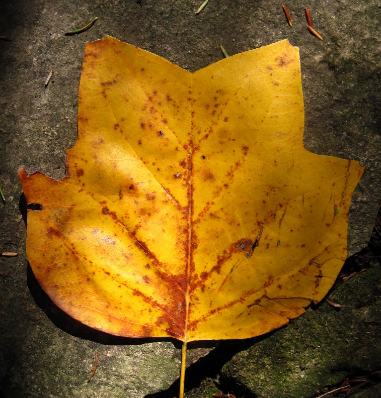Wahkeena Nature Preserve: Virtual Leaf Collection