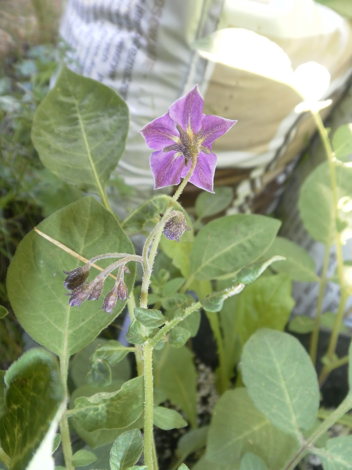 Scirpidiella's Plants: Wild Potatoes (Solanum sect. Petota)