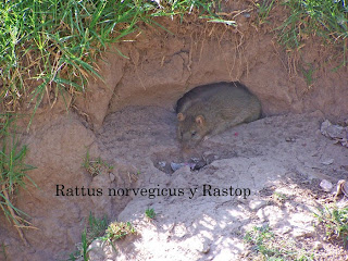 veterinaria - animal - Mendoza: Control de Roedores en Godoy Cruz ...