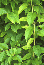 Nature's High: The Power of Thor in Plant Form?